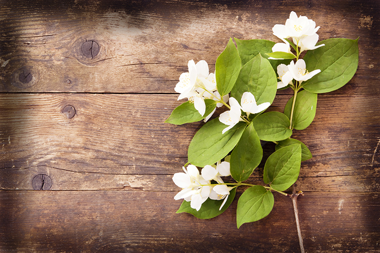 Top 10 Best Tea Fragrances for Women