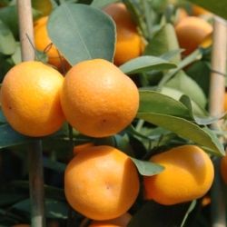 MUSAMAM Perfume - MUSAMAM by Lattafa Perfumes | Feeling Sexy, Australia ...